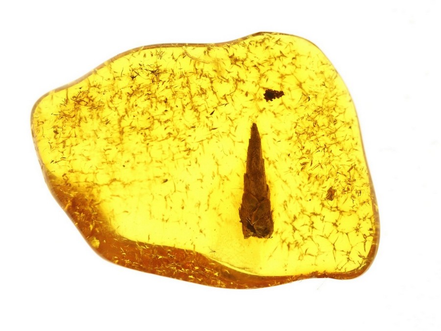 Bernsteine aus dem Baltikum mit Inklusen zum Kaufen