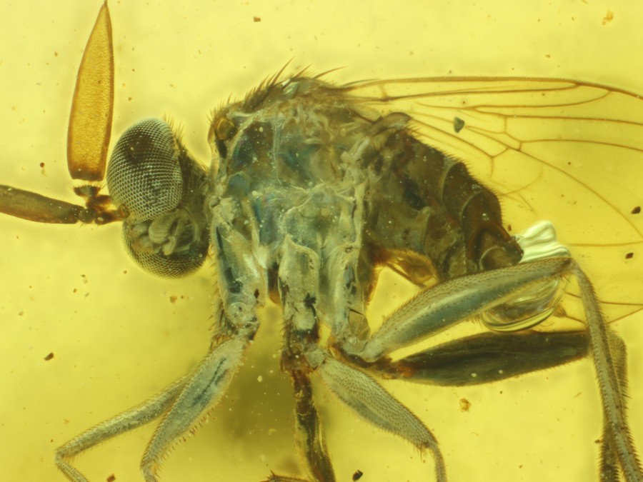 Bernsteine aus Myanmar (Burma) mit Inklusen zum Kaufen