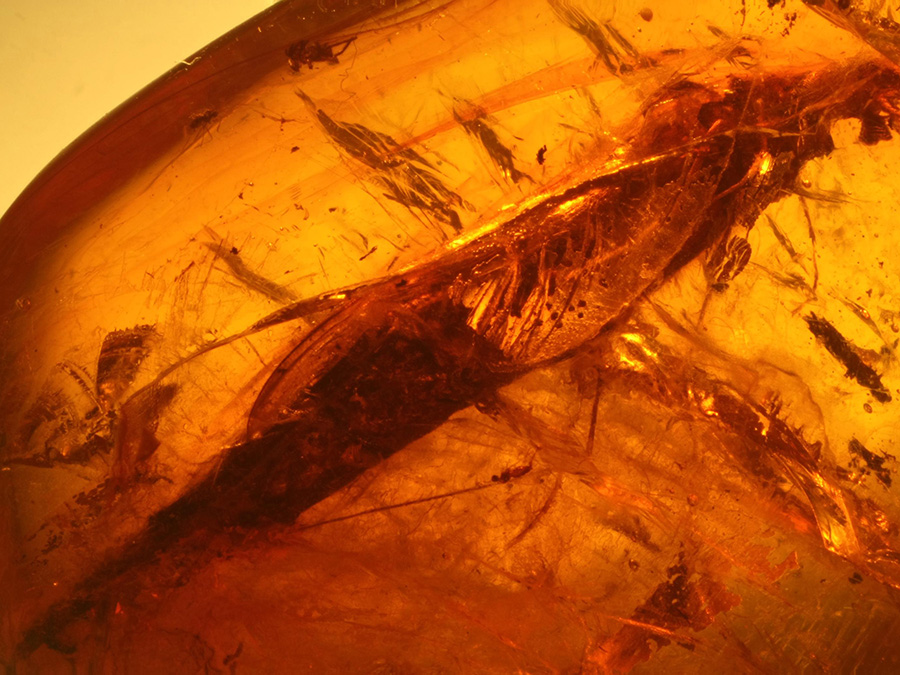 Bernstein aus der Dominikanischen Republik mit Inklusen zum Kaufen