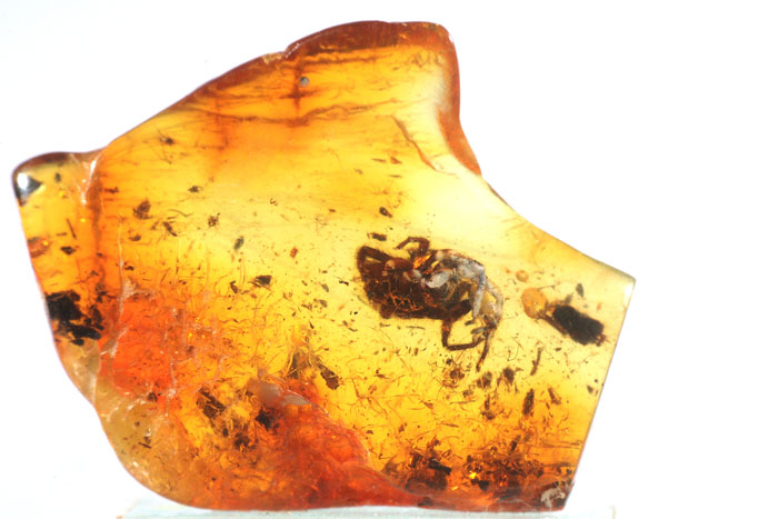 Bernsteine aus dem Baltikum mit Inklusen