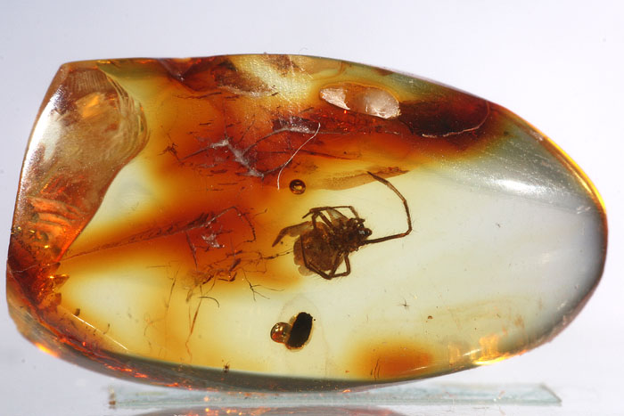 Bernsteine aus dem Baltikum mit Inklusen