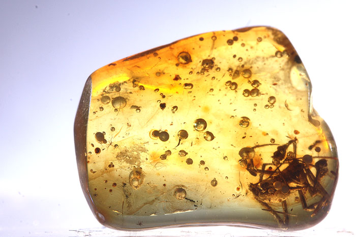 Bernsteine aus dem Baltikum mit Inklusen