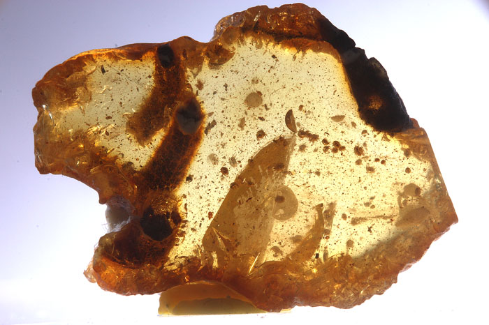 Bernsteine aus dem Baltikum mit Inklusen