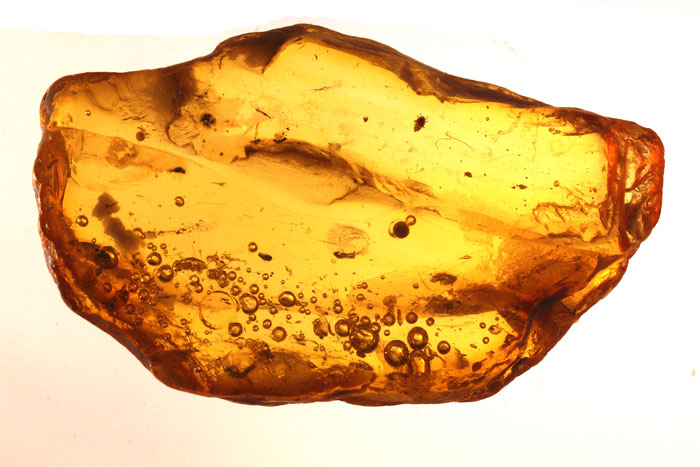 Bernsteine aus dem Baltikum mit Inklusen