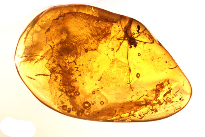 Bernsteine aus dem Baltikum mit Inklusen