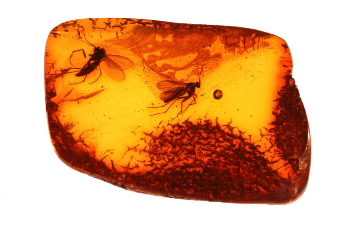 Bernsteine aus dem Baltikum mit Inklusen