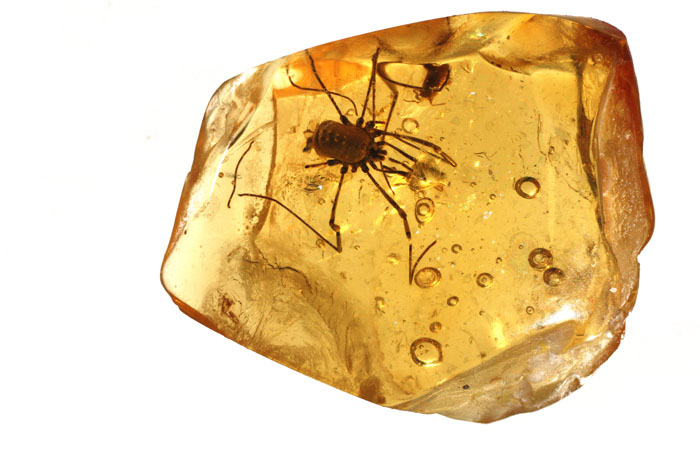 Bernsteine aus dem Baltikum mit Inklusen