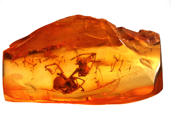 Bernsteine aus dem Baltikum mit Inklusen