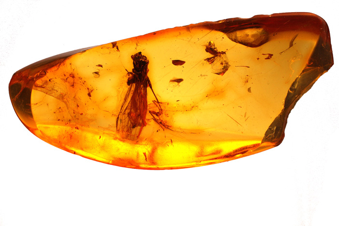 Bernsteine aus dem Baltikum mit Inklusen