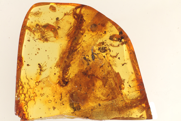 Bernsteine aus dem Baltikum mit Inklusen