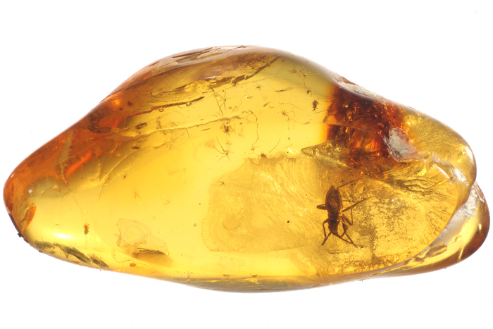 Bernsteine aus dem Baltikum mit Inklusen