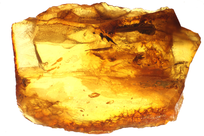 Bernsteine aus dem Baltikum mit Inklusen