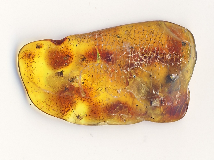 Bernsteine aus dem Baltikum mit Inklusen