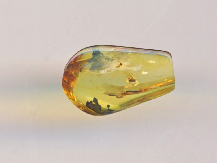 Bernsteine aus dem Baltikum mit Inklusen
