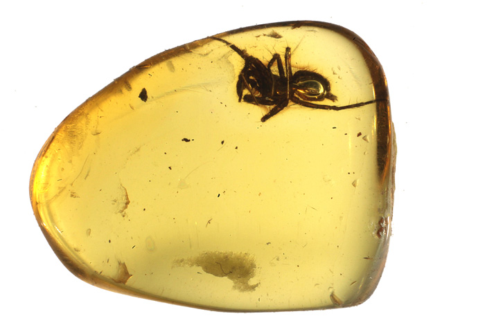 Bernsteine aus dem Baltikum mit Inklusen