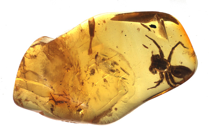 Bernsteine aus dem Baltikum mit Inklusen