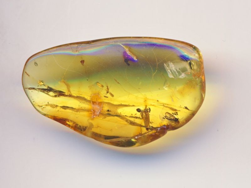 Bernsteine aus dem Baltikum mit Inklusen