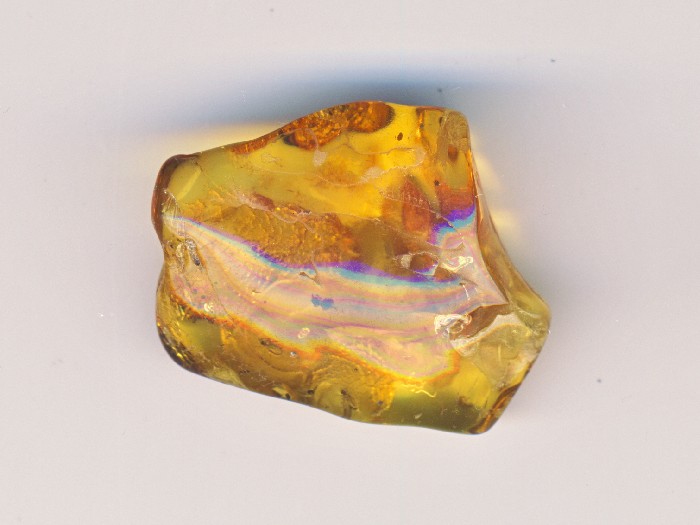 Bernsteine aus dem Baltikum mit Inklusen