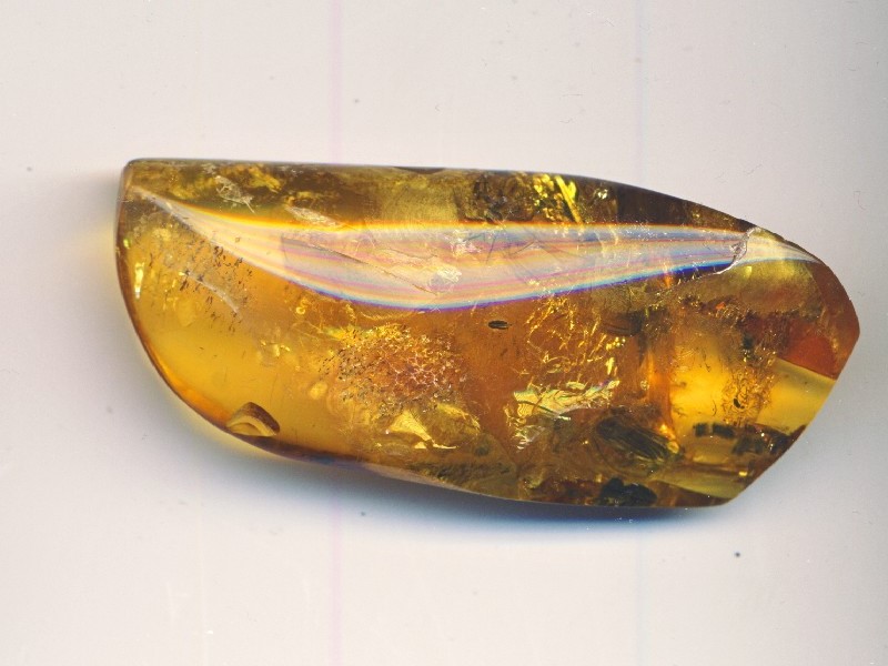 Bernsteine aus dem Baltikum mit Inklusen