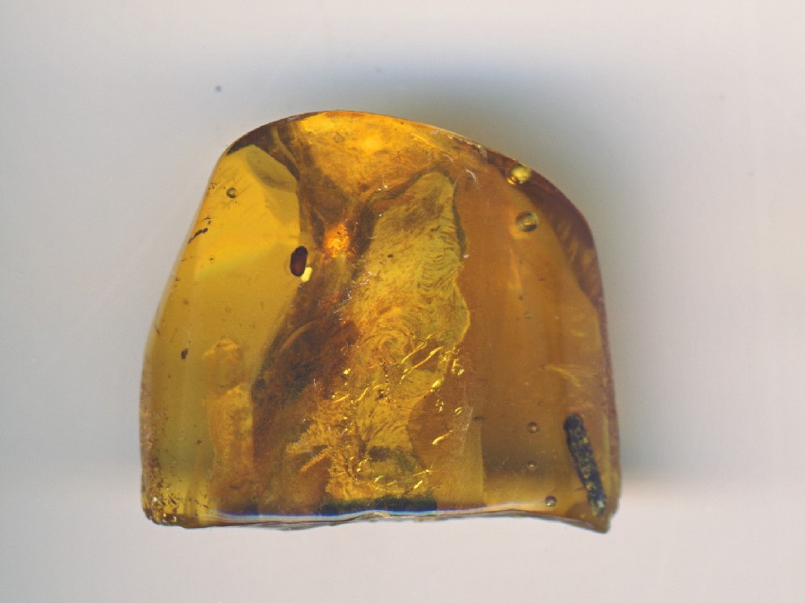 Bernsteine aus dem Baltikum mit Inklusen