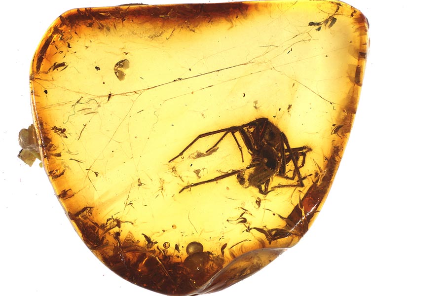 Bernsteine aus dem Baltikum mit Inklusen