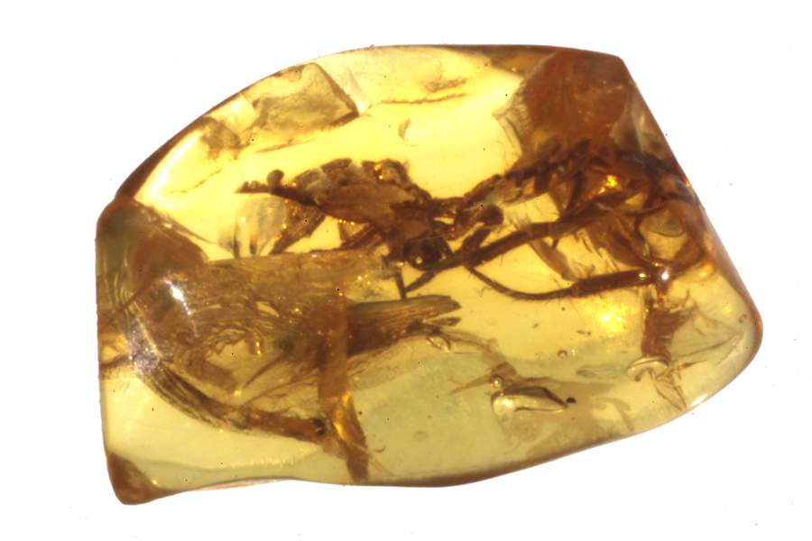 Bernsteine aus dem Baltikum mit Inklusen