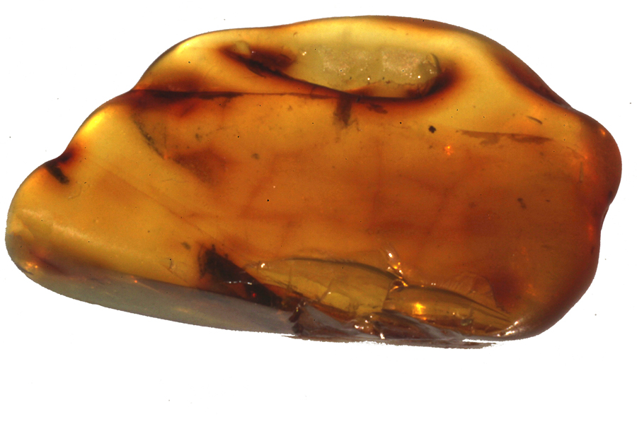 Bernsteine aus dem Baltikum mit Inklusen