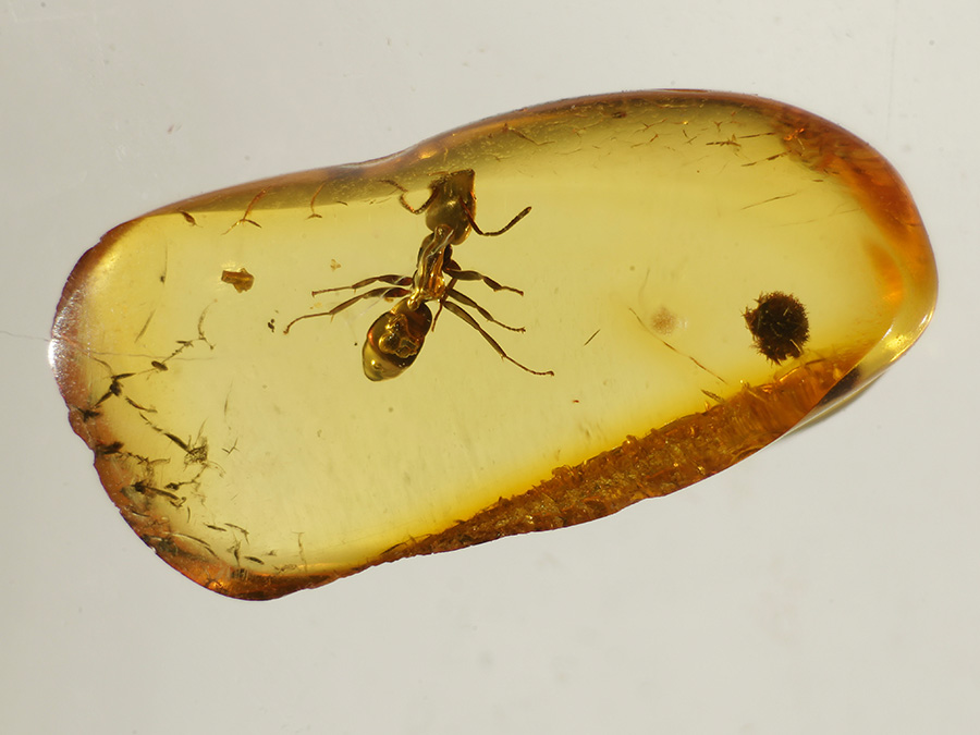 Bernstein aus dem Baltikum mit Inklusen