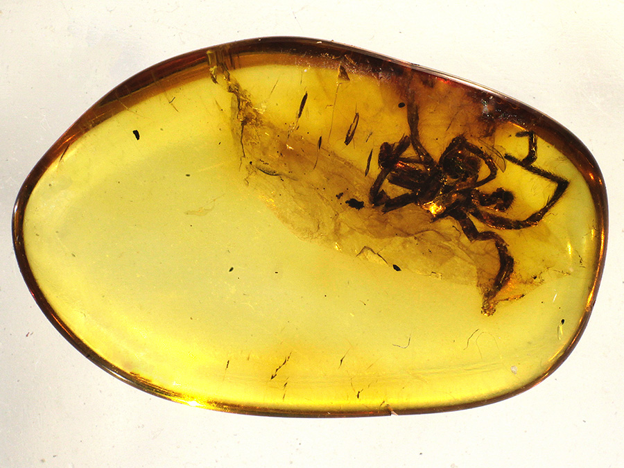 Bernstein aus dem Baltikum mit Inklusen zum Kaufen