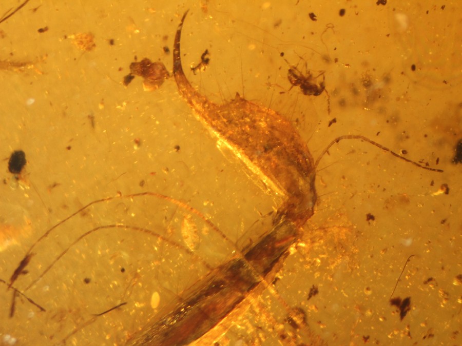 Bernsteine aus Burma mit Inkluse