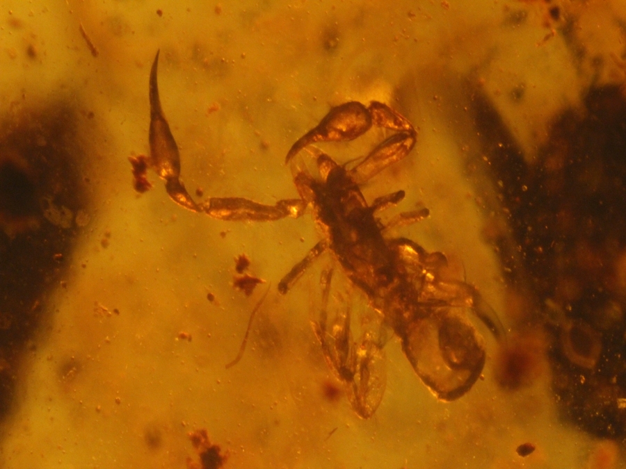 Bernsteine aus Burma mit Inkluse