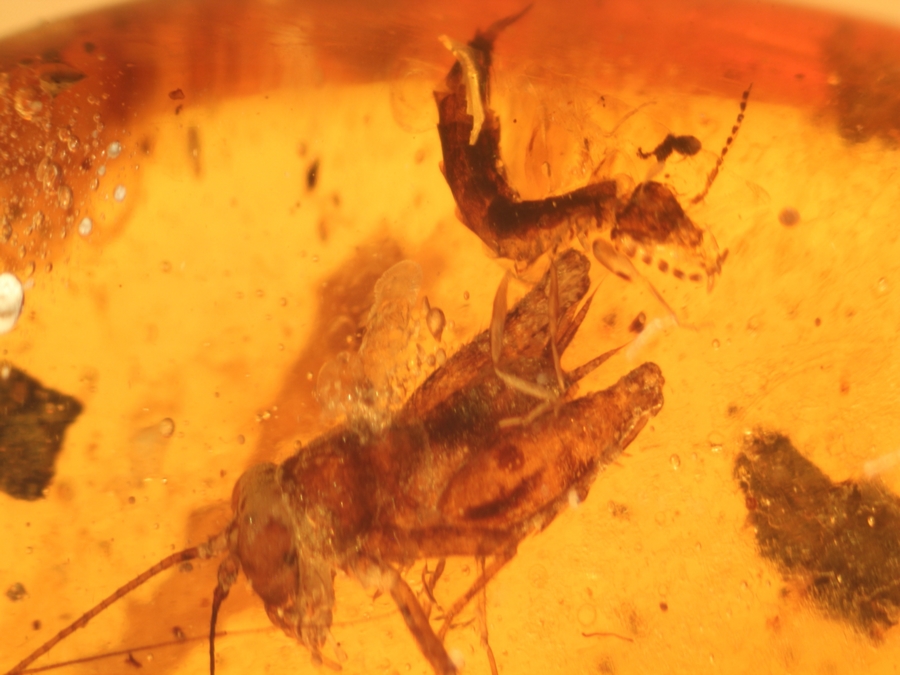 Bernsteine aus Burma mit Inkluse