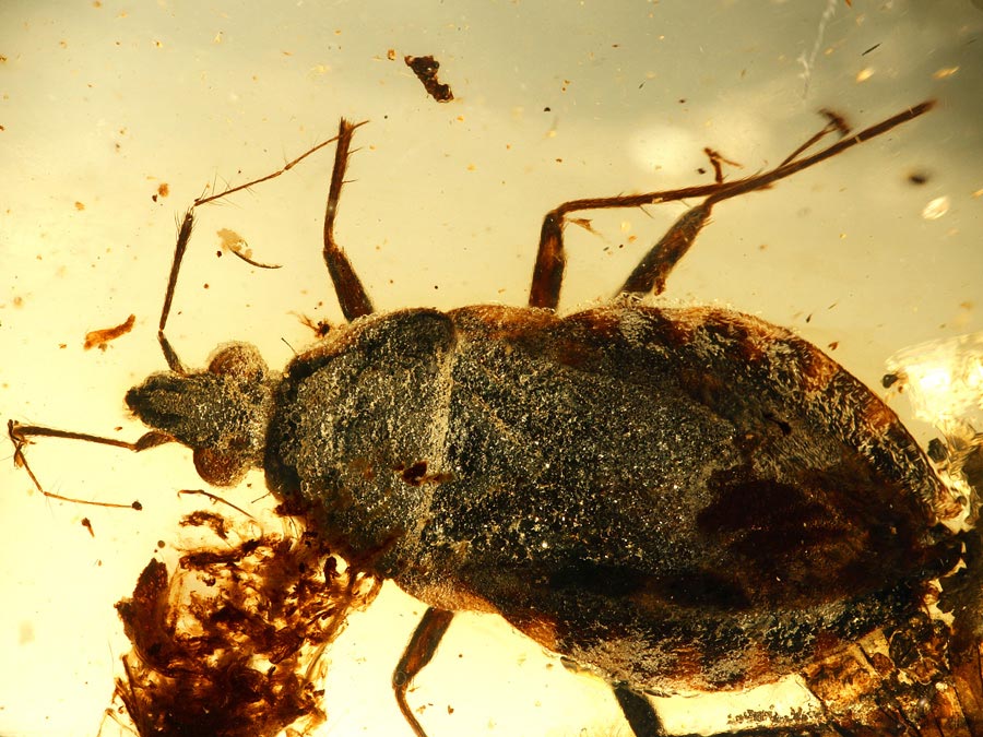 Bernstein aus Burma / Myanmar