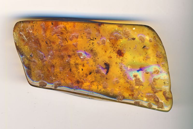 Bernsteine aus dem Baltikum mit Inklusen