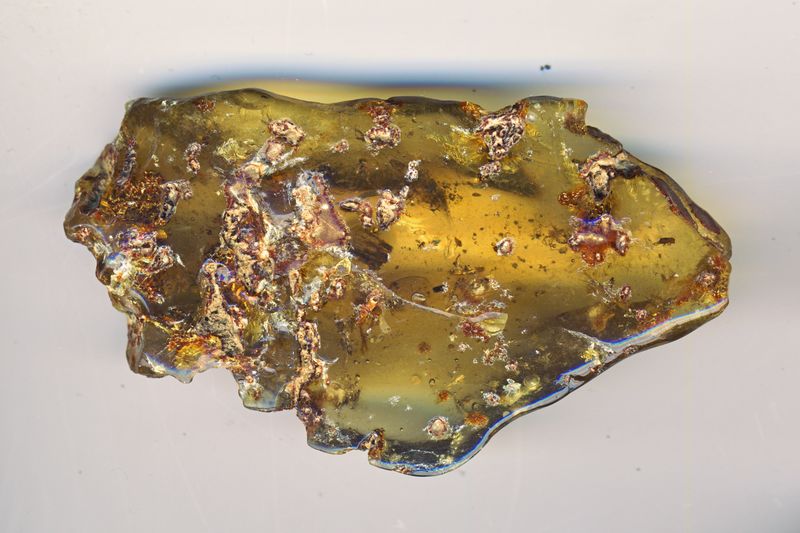 Bernsteine aus dem Baltikum mit Inklusen