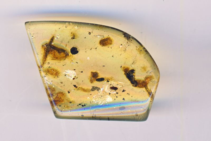 Bernsteine aus dem Baltikum mit Inklusen