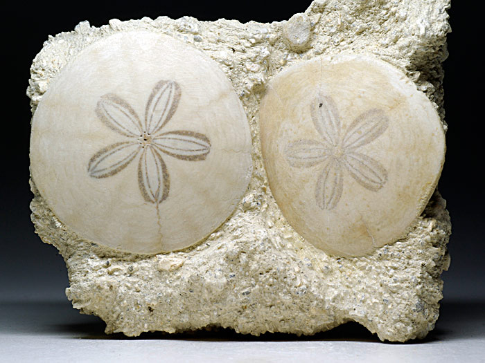 Ammoniten aus Madagaskar