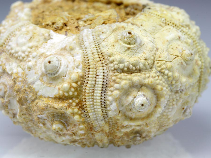 Korallen und Seeigel aus Nattheim