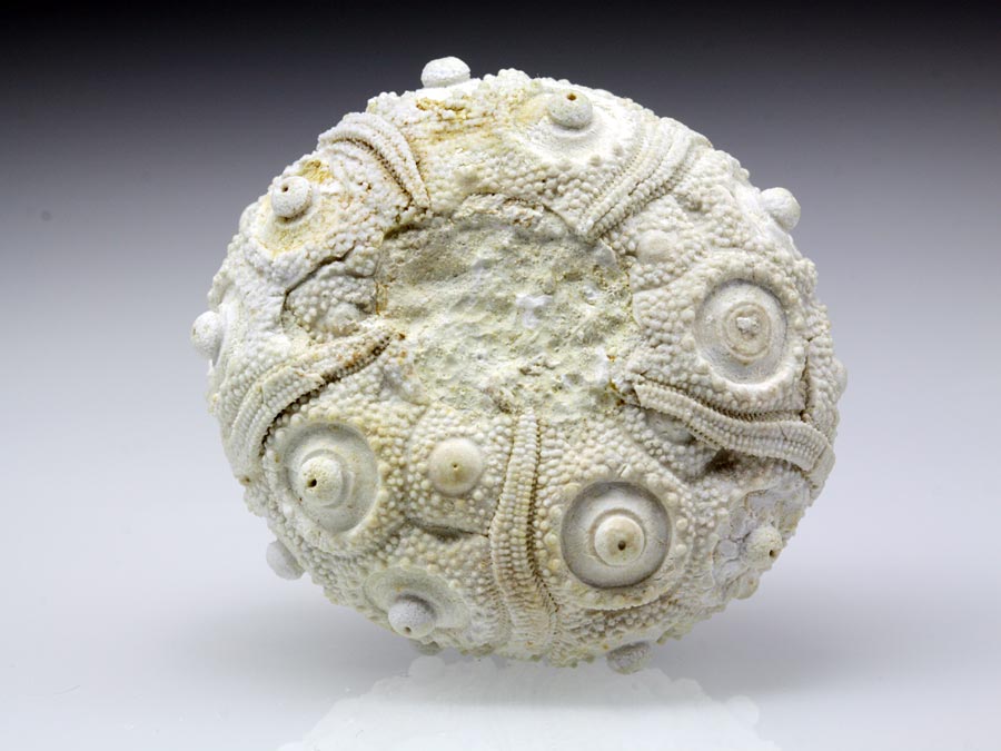 Korallen und Seeigel aus Nattheim