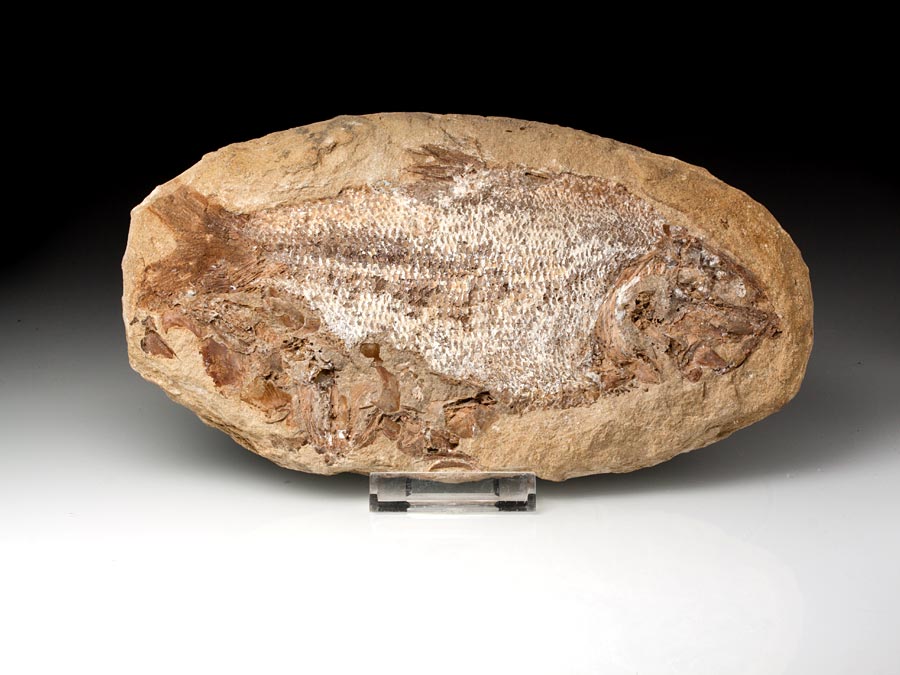 versteinerte Fische aus Brasilien