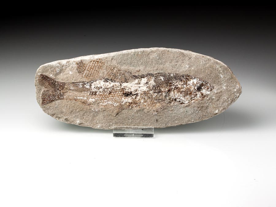 versteinerte Fische aus Brasilien