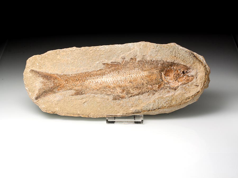 versteinerte Fische aus Brasilien