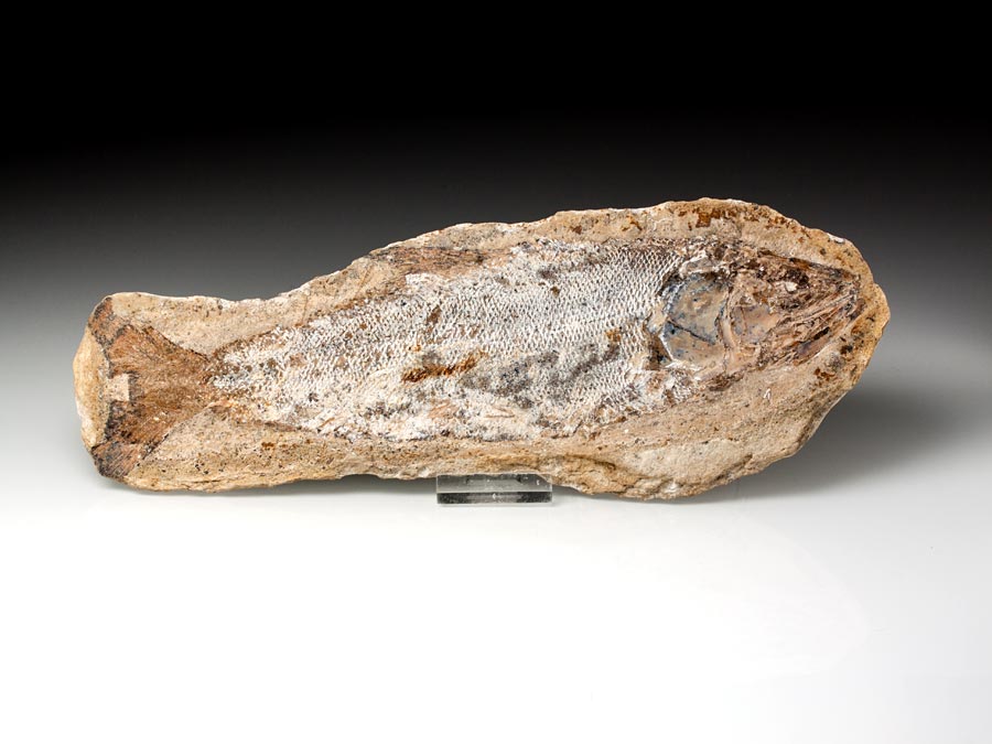 versteinerte Fische aus Brasilien