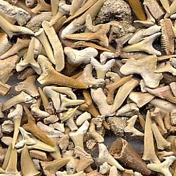 Bodemvondstenwereld - Toon onderwerp - Verzameling haaientanden