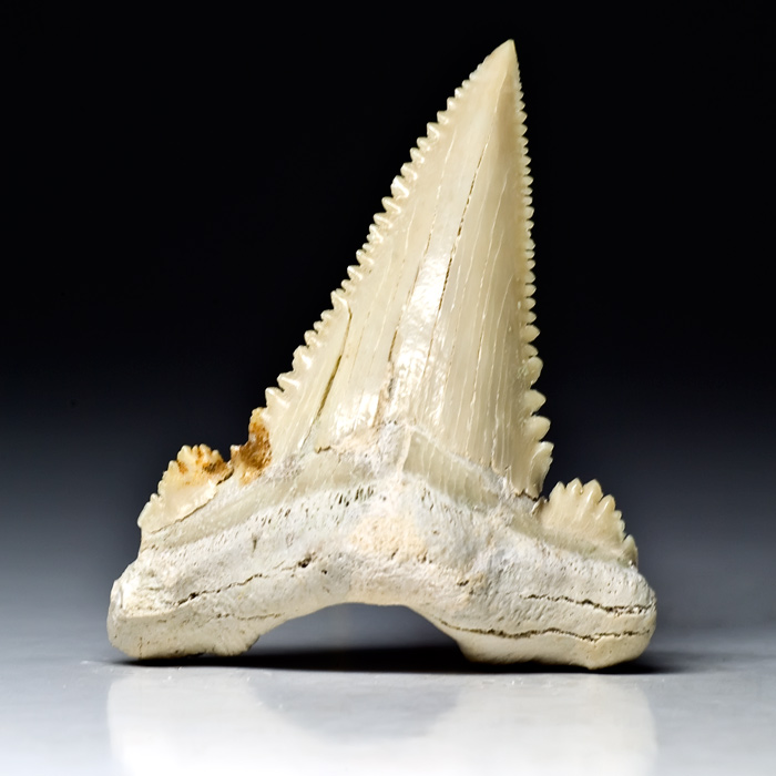 versteinerte Haizähne Marokko, Palaeocarcharodon orientalis