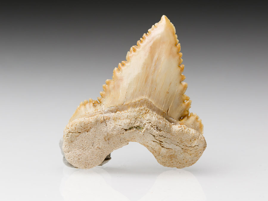 Zahn vom großen Weißen Hai, Palaecarcharodon orientalis