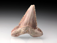 www.fossilien.de || versteinerte Haizähne aus Marokko