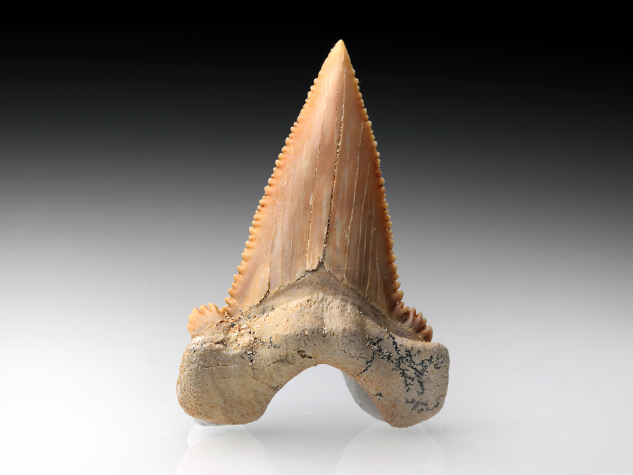 Zahn vom großen Weißen Hai, Palaecarcharodon orientalis