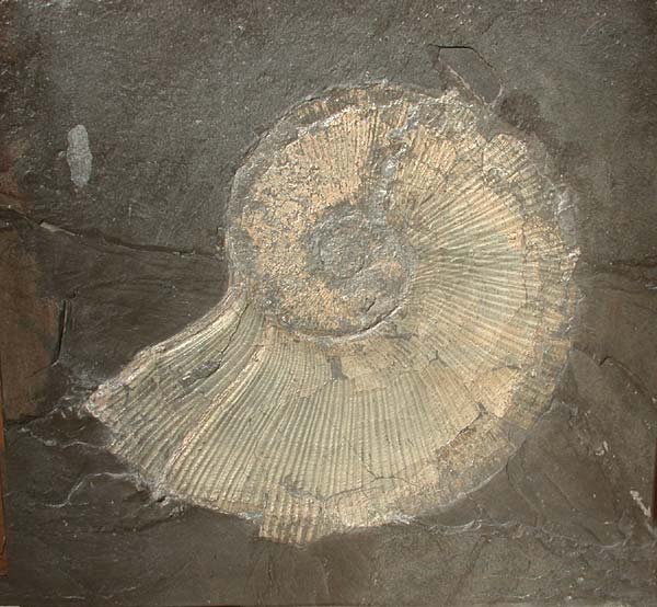 Fossilien aus Holzmaden