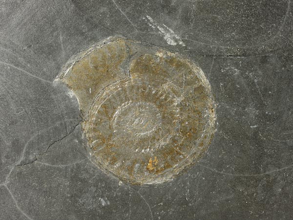 Ammoniten aus Madagaskar